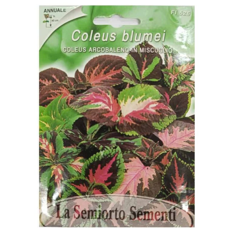 ΣΠΟΡΟΣ ΩΡΑΙΟ ΦΥΛΛΟ COLEUS ARCOBALENO IN MISCUGLIO (Coleus blumei ...